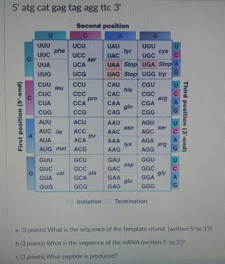 Solved 5' atg cat gag tag agg ttc 3' Second position u G UCU | Chegg.com