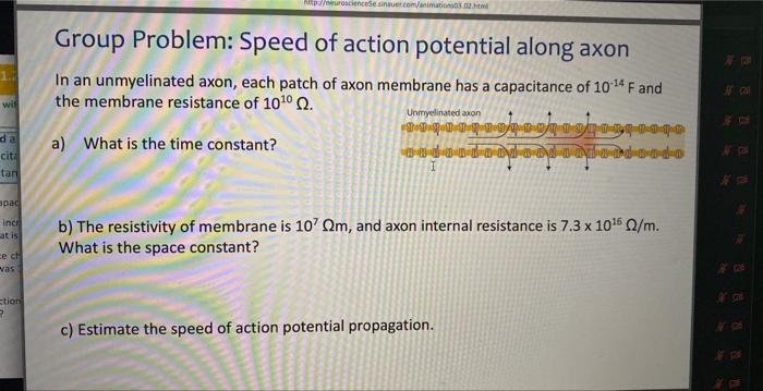 Solved Group Problem: Speed of action potential along axon | Chegg.com