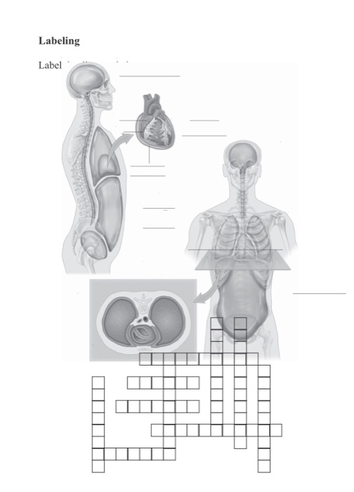 Solved (a) CHAPTER 4 The Human Body n Health and pisease Wor | Chegg.com