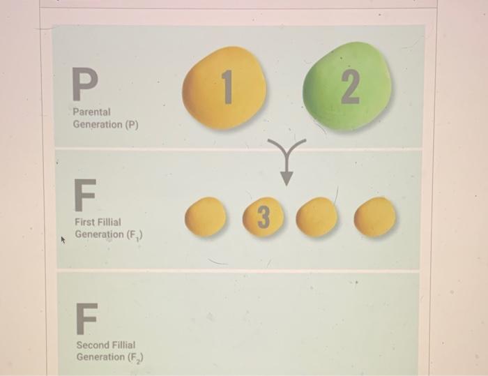 Solved P. 2. Parental Generation (P) F First Fillial | Chegg.com