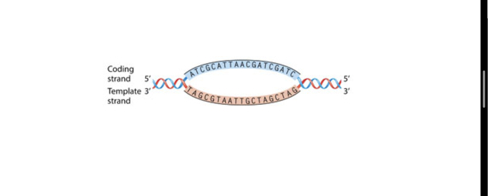 Solved Write the sequence of the RNA transcript from the DNA | Chegg.com