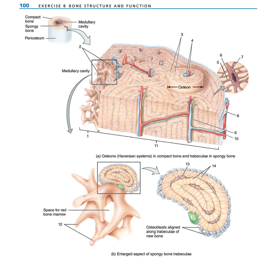Solved 100EXERCISE 8 ﻿BONE STRUCTURE AND FUNCTION(a) | Chegg.com