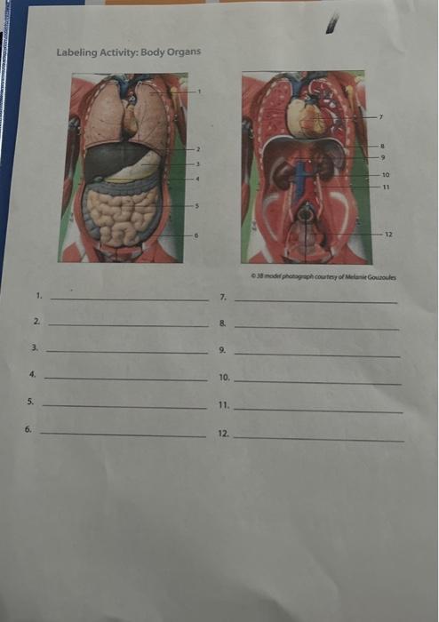 Solved Labeling Activity: Body Organs 1. 7. 2. 8. 3. 9. 4. | Chegg.com