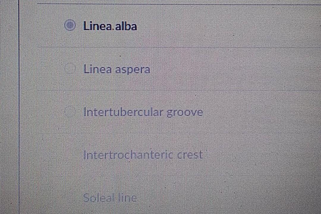 Solved 2 Name the pinned structure Linea.alba Linea aspera | Chegg.com