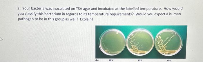 Solved 2. Your bacteria was inoculated on TSA agar and | Chegg.com