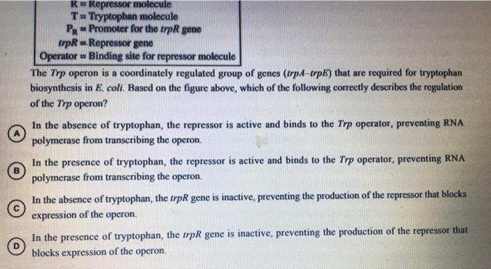 Solved RNA Polymerase Promoter DNA PR trpR IT Operator trpe | Chegg.com