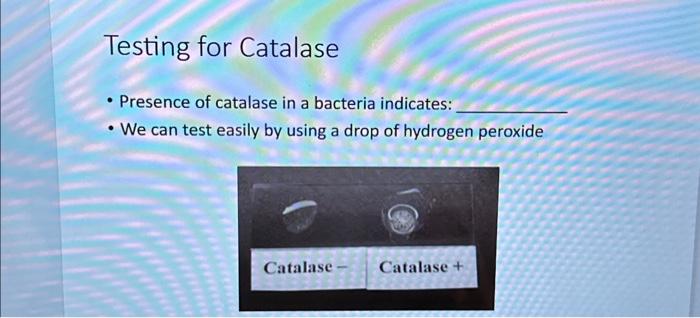 Solved Testing for Catalase - Presence of catalase in a | Chegg.com