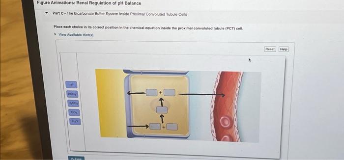 Solved Place each cholee in its correct pesition in the | Chegg.com