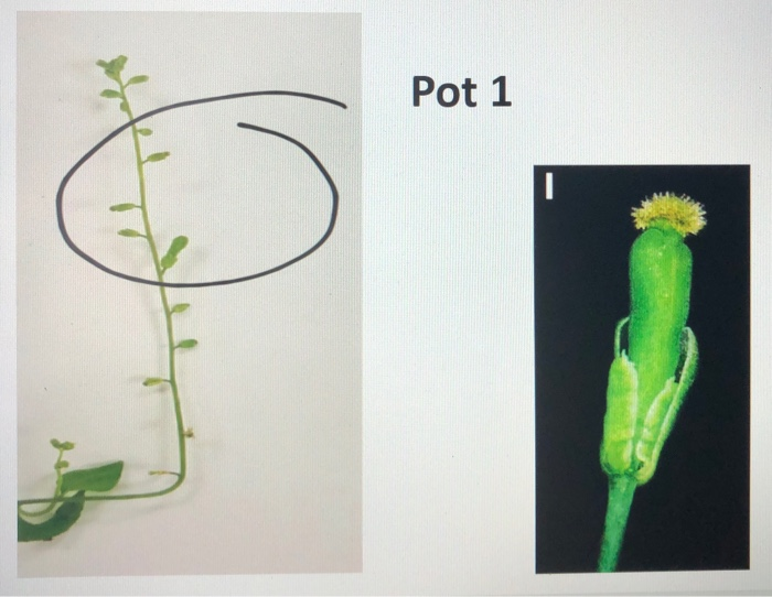 Solved Table 4. Arabidopsis Mutant Identification Pot # Gene | Chegg.com