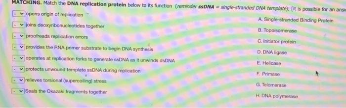 Solved MATCHING. Match the DNA replication protein below to | Chegg.com