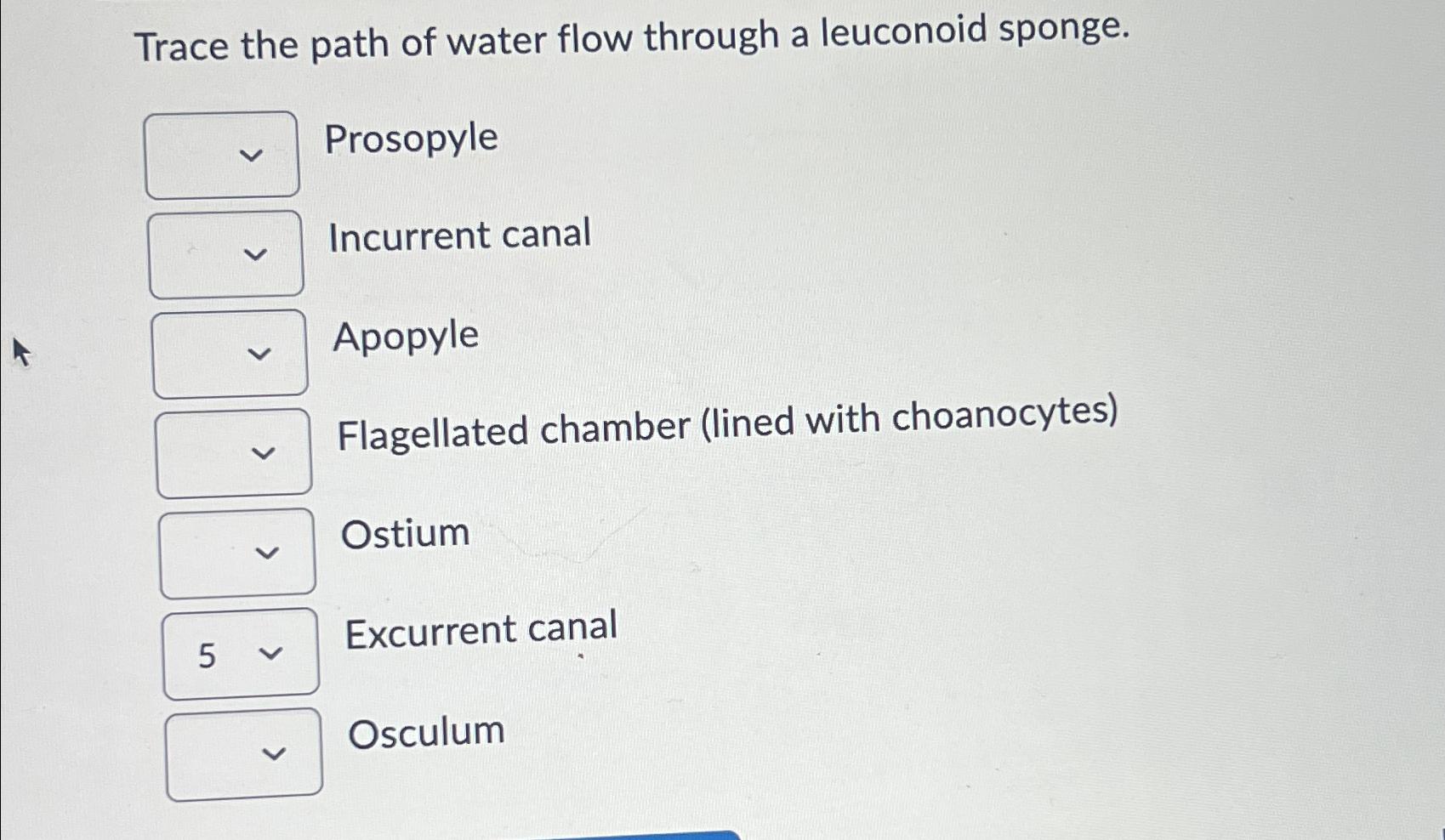 Solved Trace the path of water flow through a leuconoid | Chegg.com