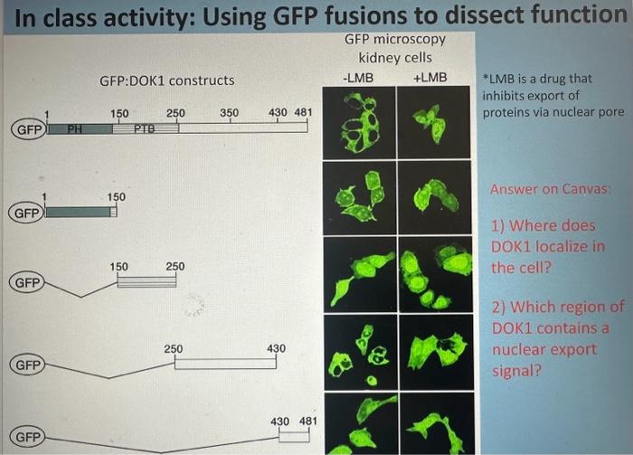 Solved In class activity: Using GFP fusions to dissect | Chegg.com