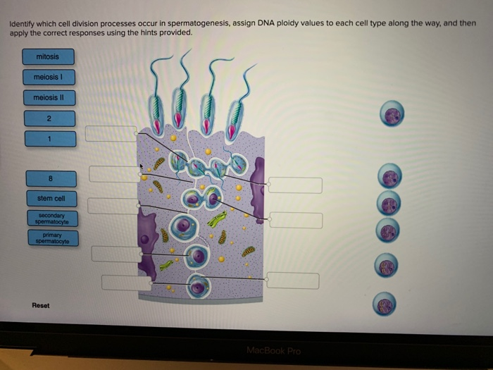 Solved Identify which cell division processes occur in | Chegg.com