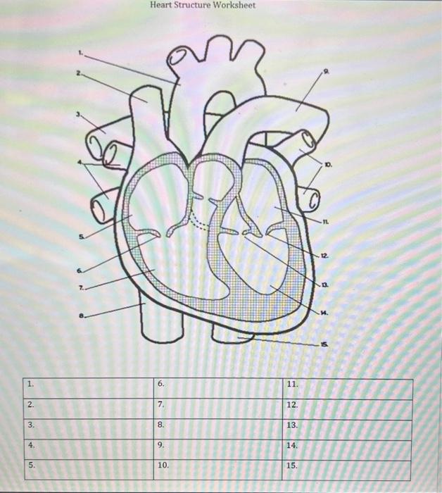 Solved Heart Structure Worksheet \begin{tabular}{|l|l|l|} | Chegg.com