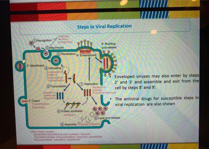 Solved Steps in Viral Replication Recognition Antibody | Chegg.com
