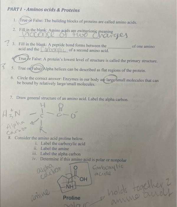 Solved PARTI - Aminos acids \& Proteins 1. True or False: | Chegg.com