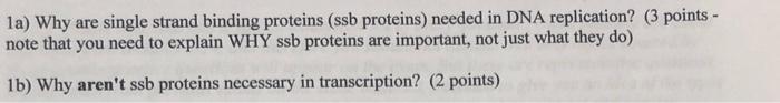 Solved 1a) Why are single strand binding proteins (ssb | Chegg.com