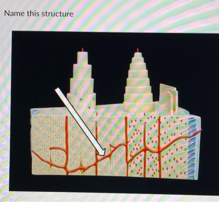 Solved Name this structure | Chegg.com