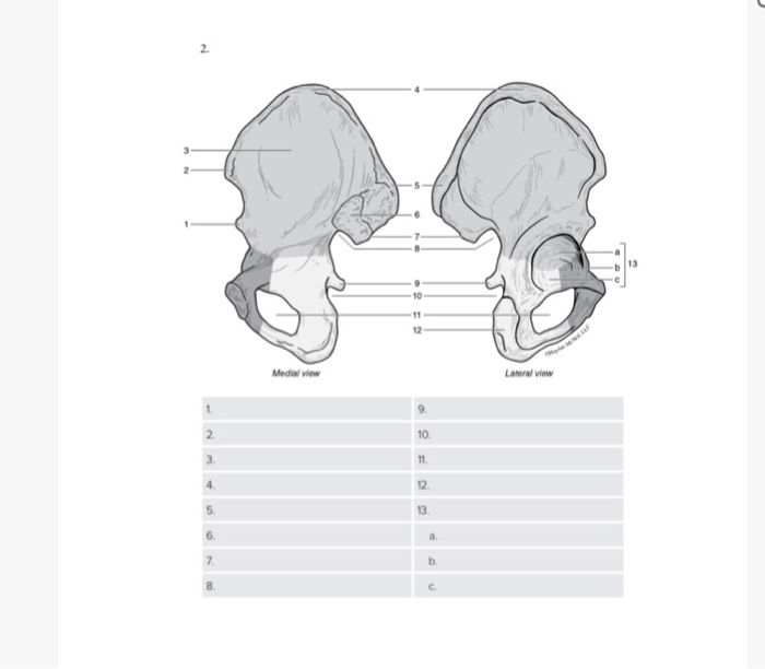 Solved 8 Explore Bones of the Pelvis, Hip, and Lower | Chegg.com