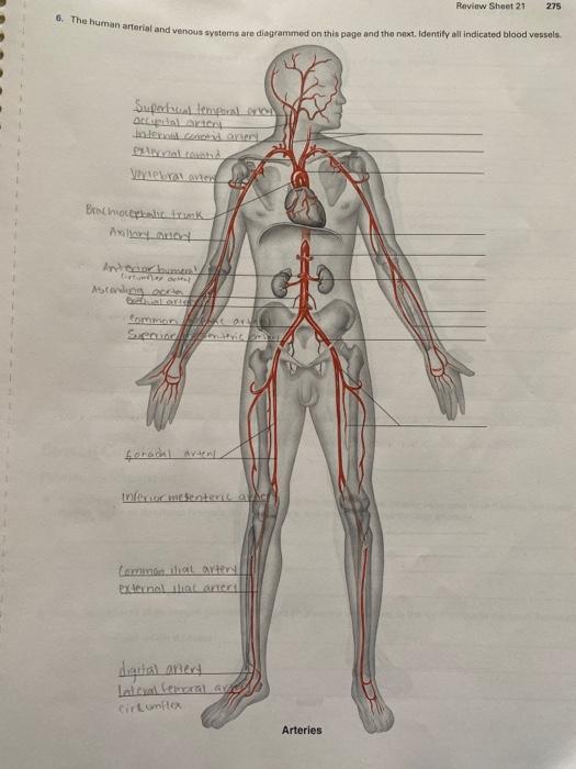 The Human Arterial And Venous Systems Are Diagrammed [solved