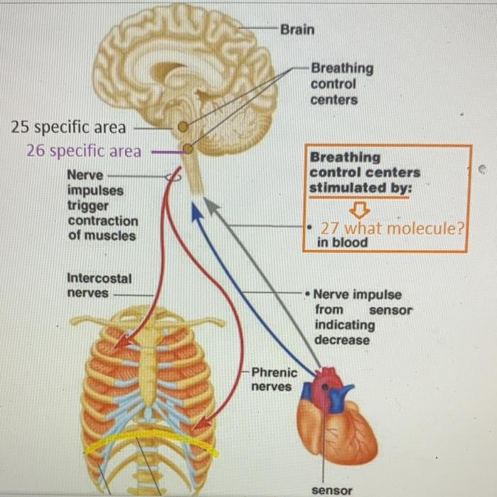 Solved Brain Breathing control centers 25 specific area 26 | Chegg.com