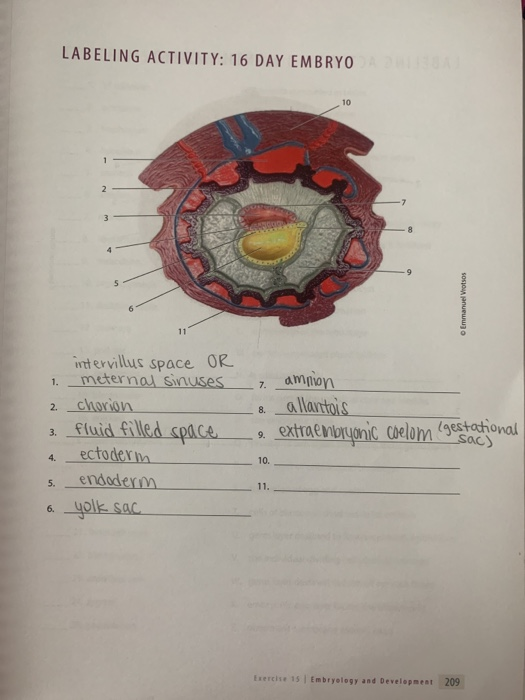 Solved LABELING ACTIVITY: 16 DAY EMBRYO 10 2 Emmanuel Votsos | Chegg.com