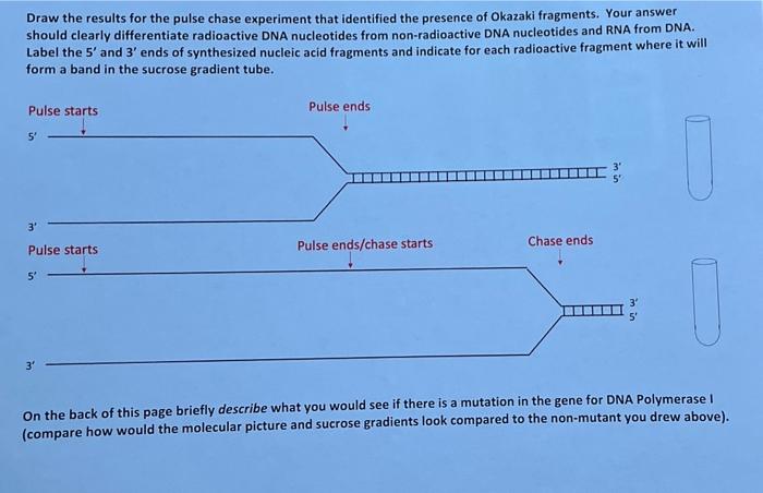 Draw the results for the pulse chase experiment that | Chegg.com