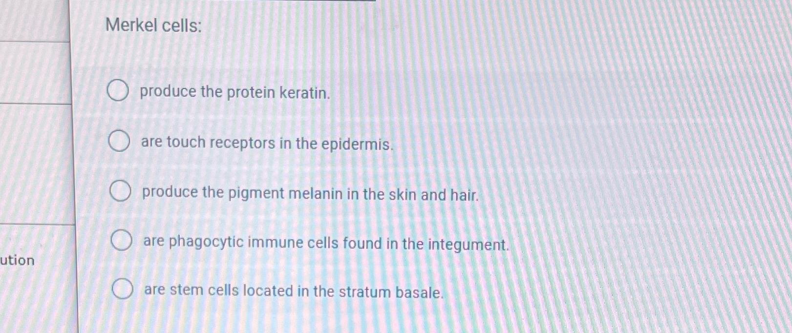 Solved Merkel cells:produce the protein keratin.are touch | Chegg.com