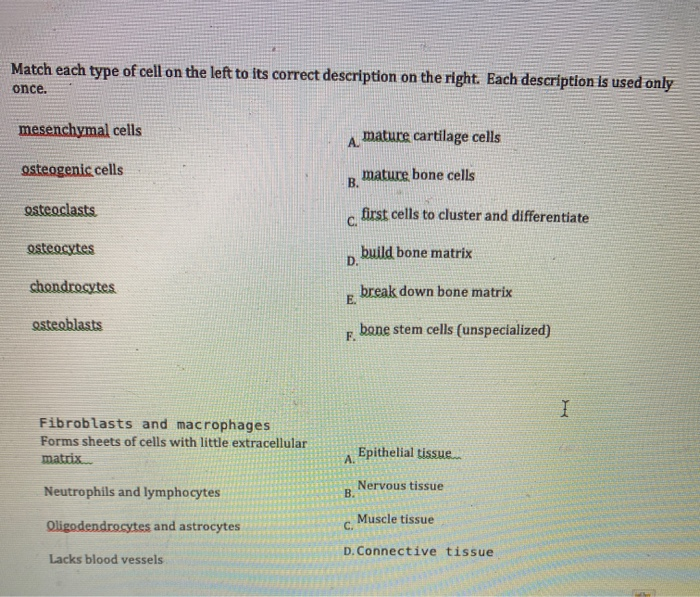 Solved Match each type of cell on the left to its correct | Chegg.com