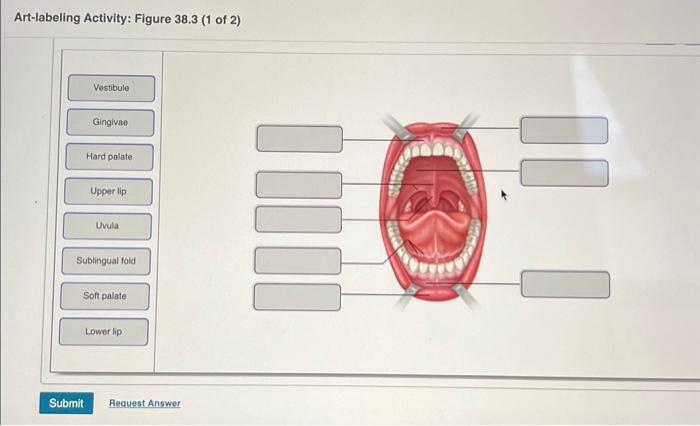 Solved Art-labeling Activity: Figure 38.3 (1 of 2 ) | Chegg.com Solved Art-labeling Activity: Figure 38.3 (1 of 2 ) | Chegg.com