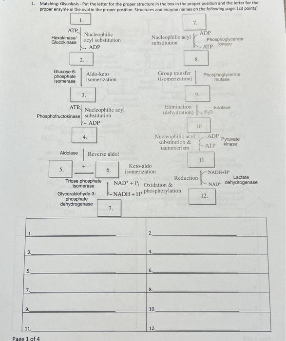 Solved 1. Matching: Glycolysis - Put the letter for the | Chegg.com