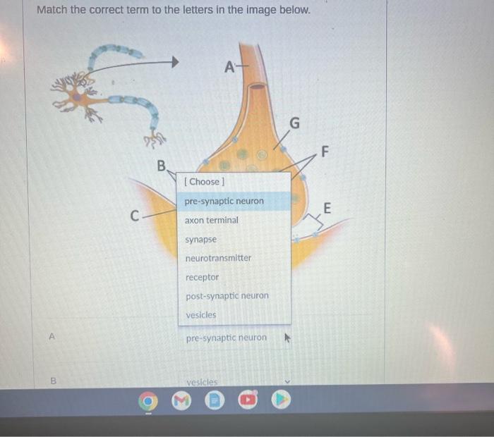 Solved Match the correct term to the letters in the image | Chegg.com
