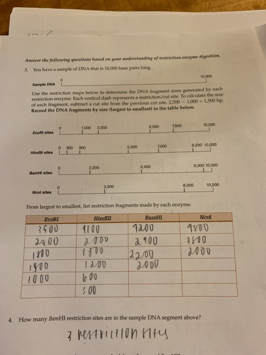 Solved Practice Creating and Interpreting DNA Fingerprints | Chegg.com