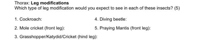 Solved Thorax: Leg modifications Which type of leg | Chegg.com