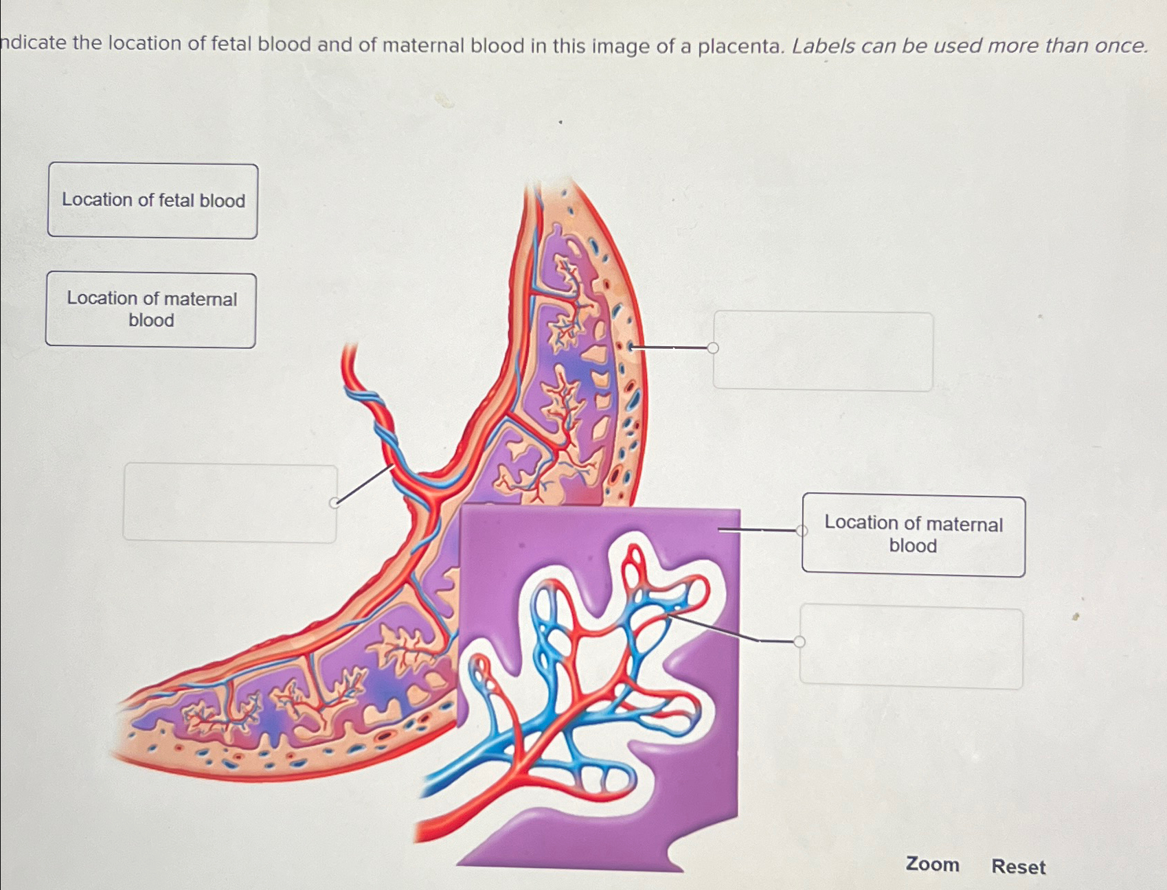Solved ndicate the location of fetal blood and of maternal | Chegg.com