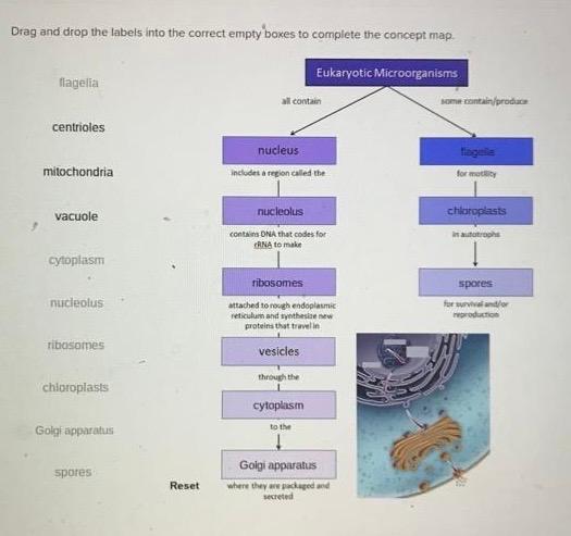 Solved Drag and drop the labels into the correct empty boxes | Chegg.com