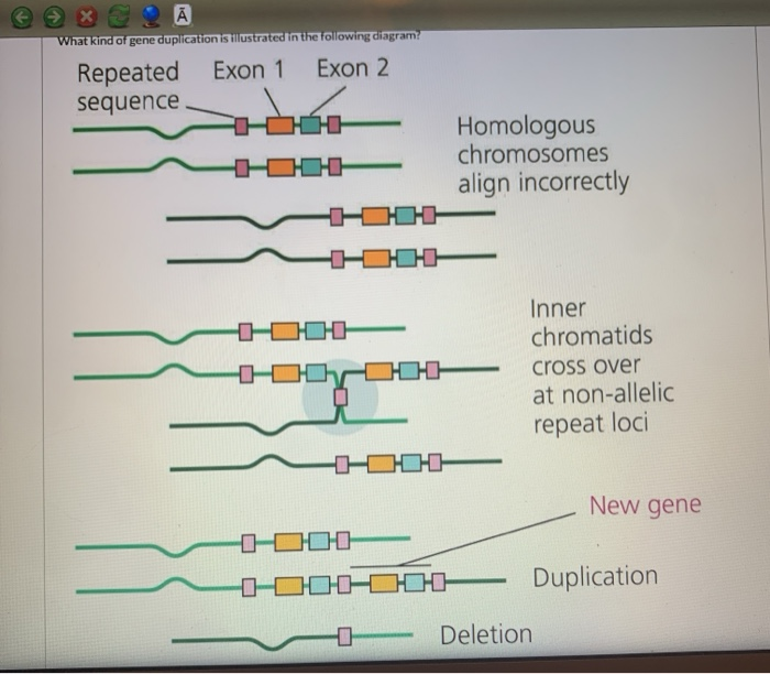 Chromosome Duplication
