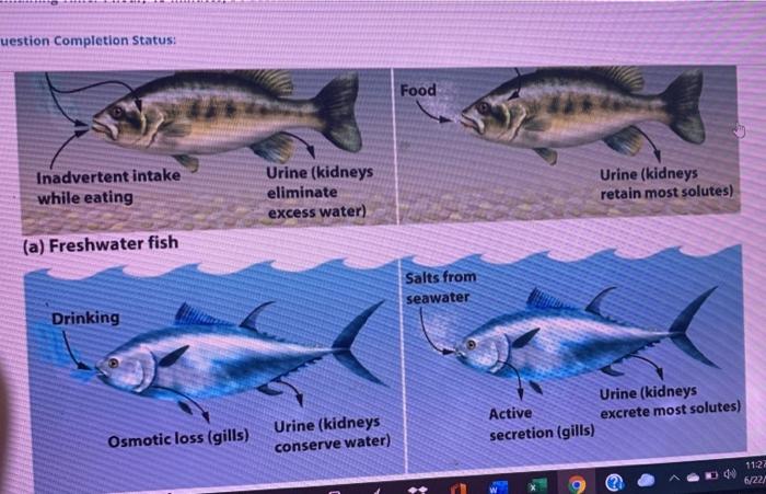 Solved Both saltwater and freshwater fish have adaptations | Chegg.com