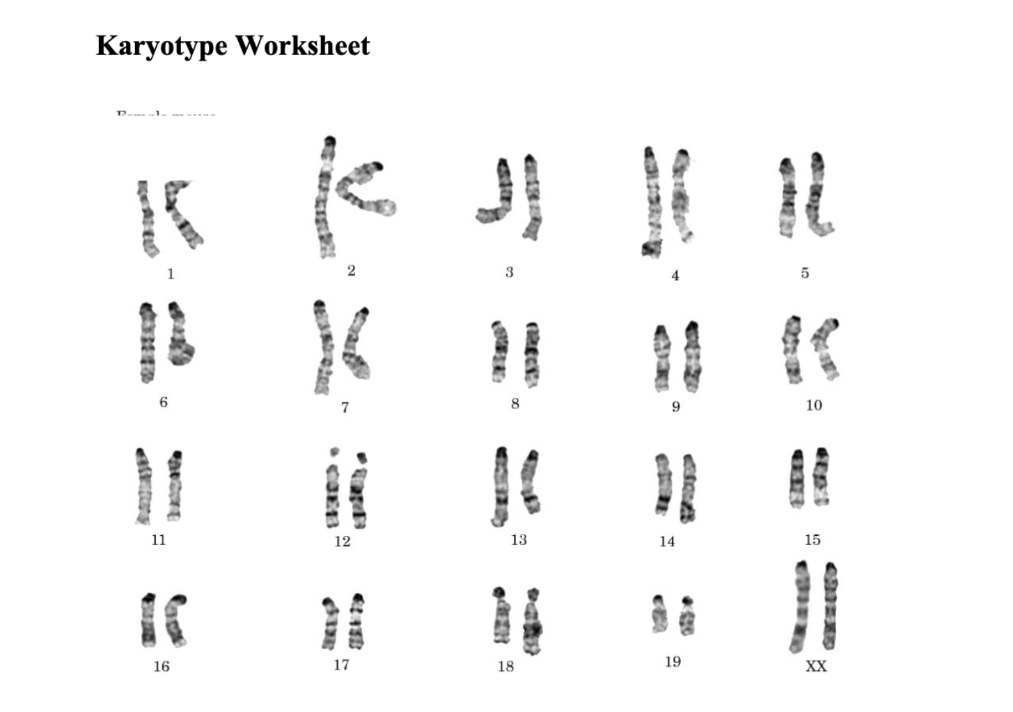 Solved 3.What would be different about this karyotype if it | Chegg.com