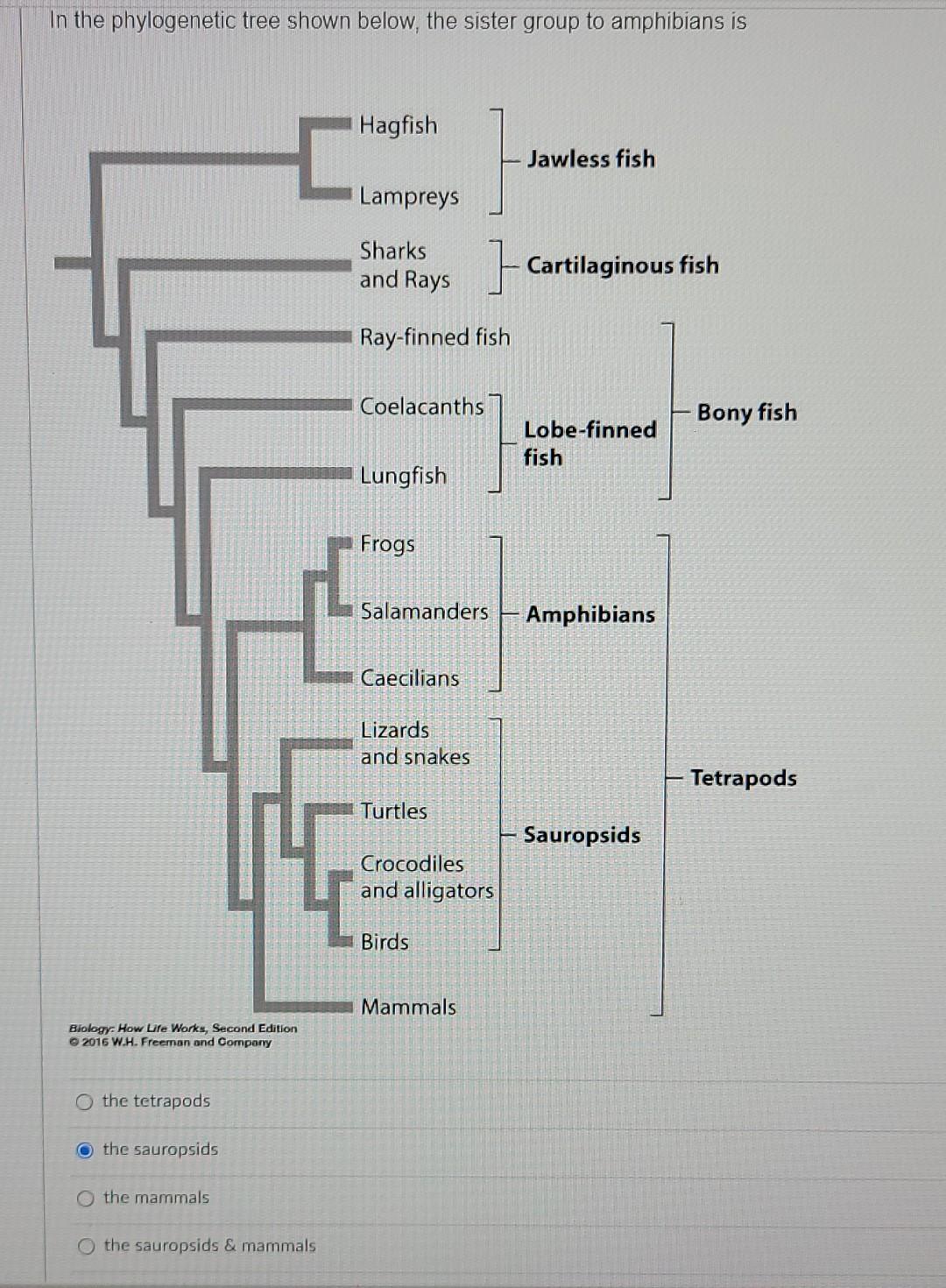 Solved In the phylogenetic tree shown below, the sister | Chegg.com