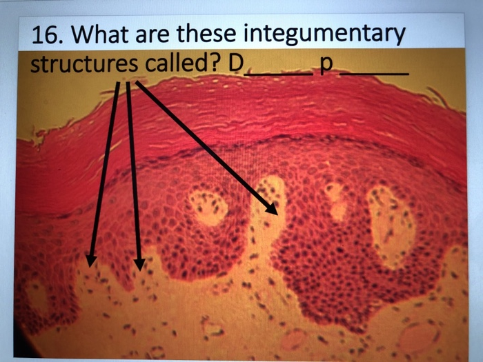Solved Name the indicated strata and structures, along with | Chegg.com