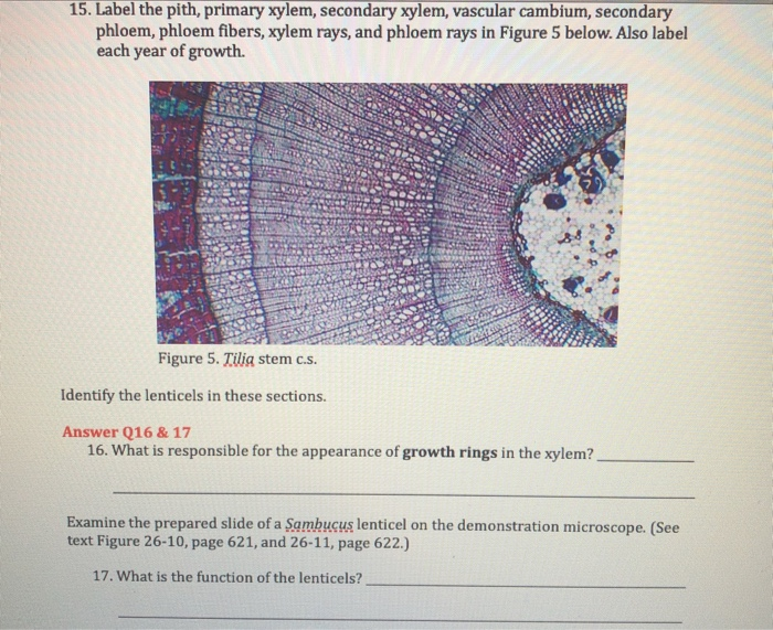 Solved 1. What is apical dominance? It is the growth of the | Chegg.com