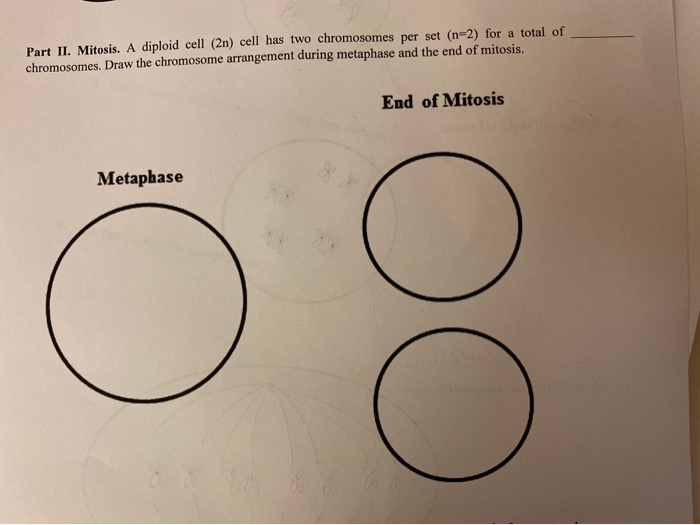 Solved Part II. Mitosis. A diploid cell (2n) cell has two | Chegg.com