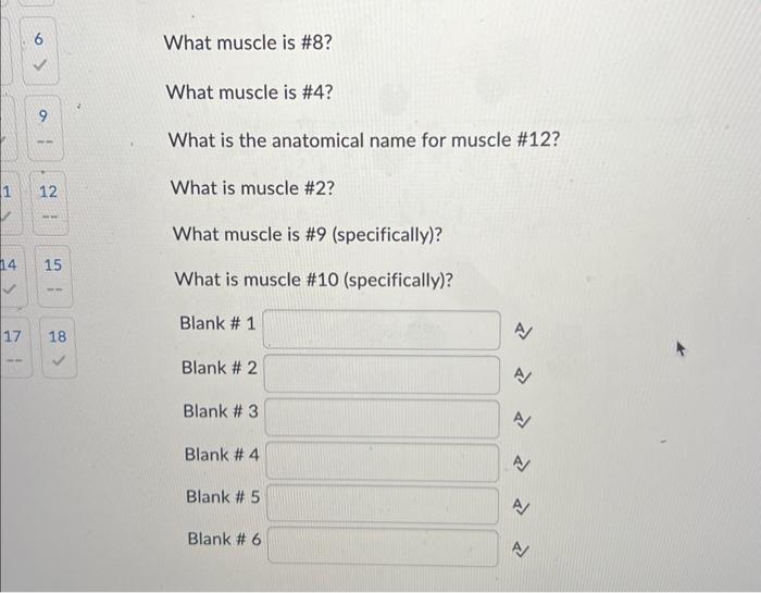 Solved Q What muscle is \#8? What muscle is \#4? What is | Chegg.com