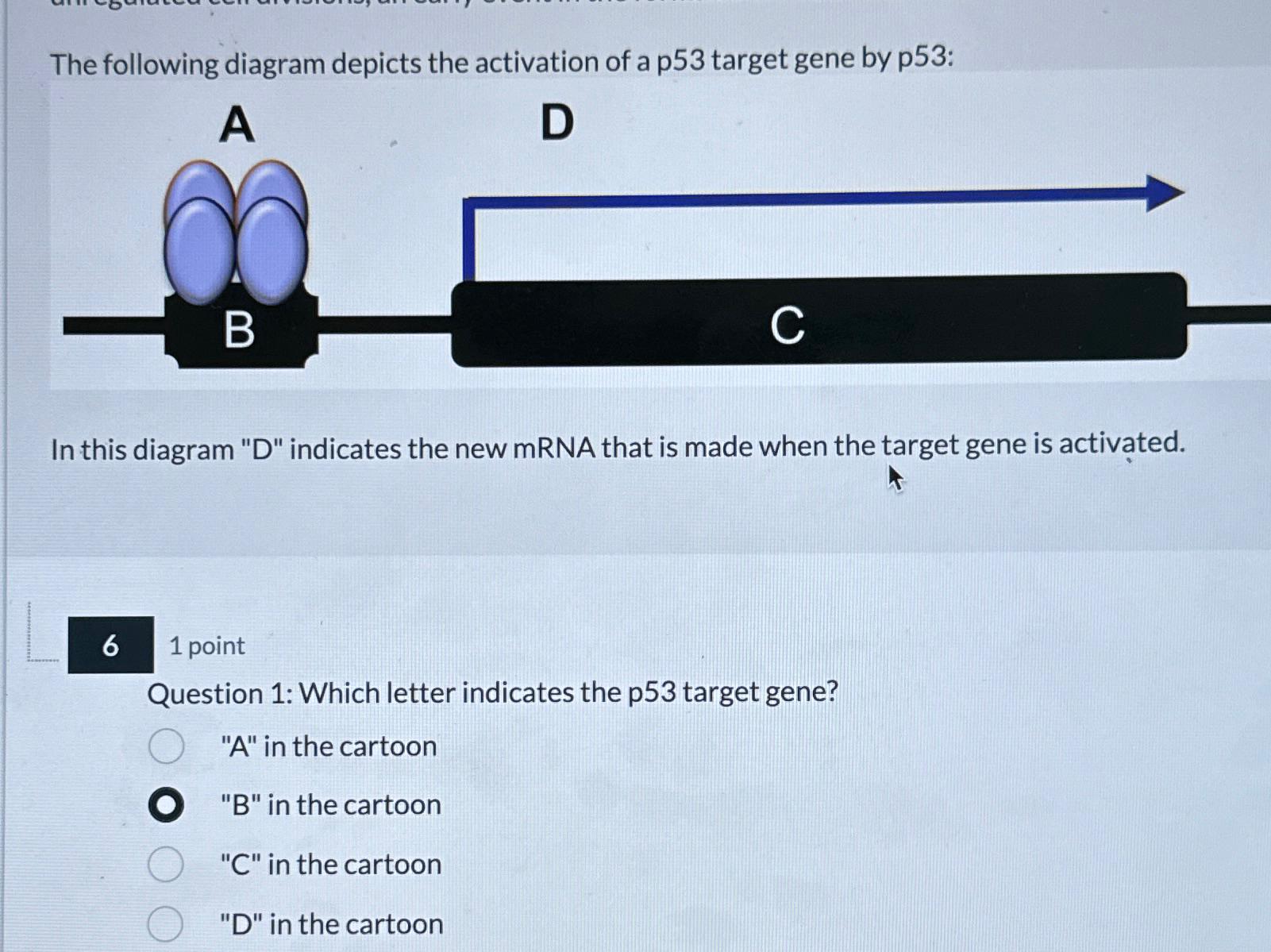 Solved The following diagram depicts the activation of a p53 | Chegg.com