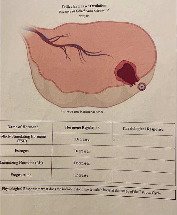 Solved Name of Hormone Follicle Stimulating Hormone (FSH) | Chegg.com