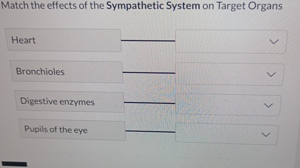 Solved Match the effects of the Sympathetic System on Target | Chegg.com