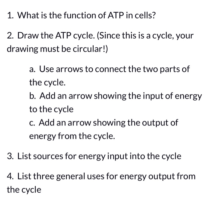 Solved 1. What is the function of ATP in cells? 2. Draw the | Chegg.com