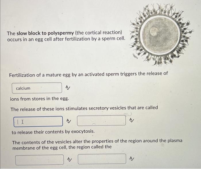 Solved The slow block to polyspermy (the cortical reaction) | Chegg.com