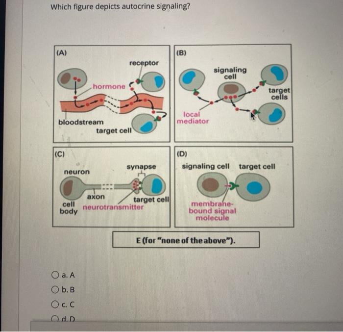 Solved Which figure depicts autocrine signaling? (A) (B) | Chegg.com